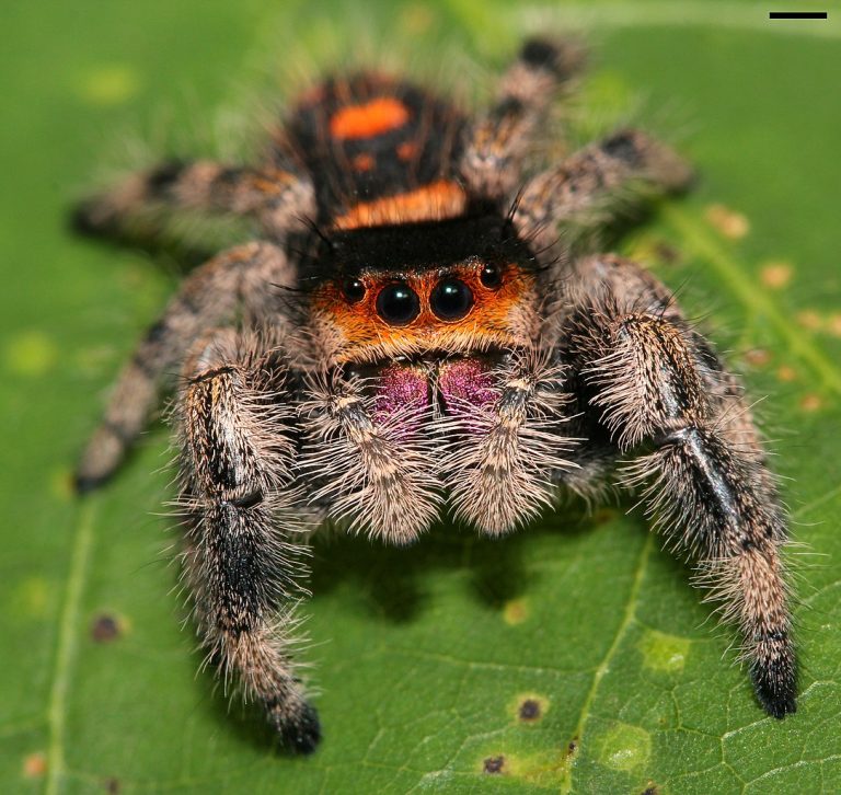 Découvrez la Phidippus regius (araignée sauteuse) - Terrariophile.com